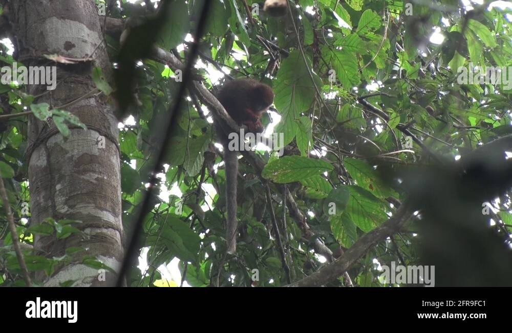 Amazon rainforest tree tops Stock Videos & Footage - HD and 4K Video ...