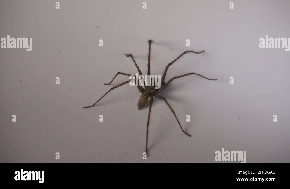 A large house spider caught in a bath tub Stock Video Footage - Alamy