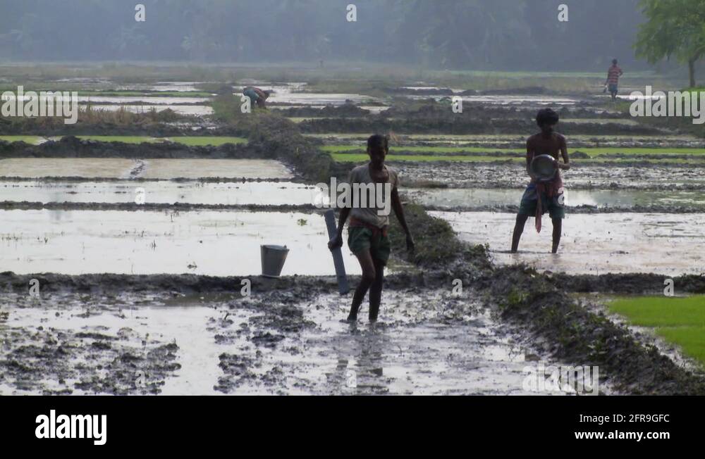 Two men preparing rice fields in India Stock Video Footage - Alamy