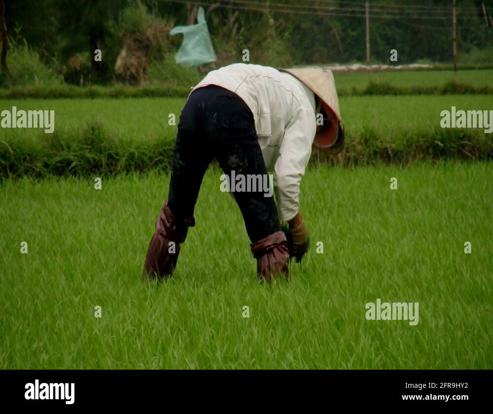 Ratoon crop Stock Videos & Footage - HD and 4K Video Clips - Alamy
