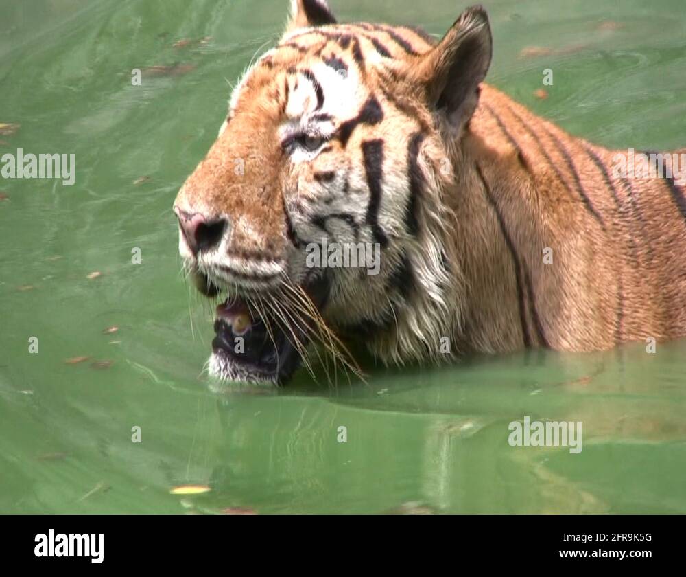 Shrinking pool Stock Videos & Footage - HD and 4K Video Clips - Alamy