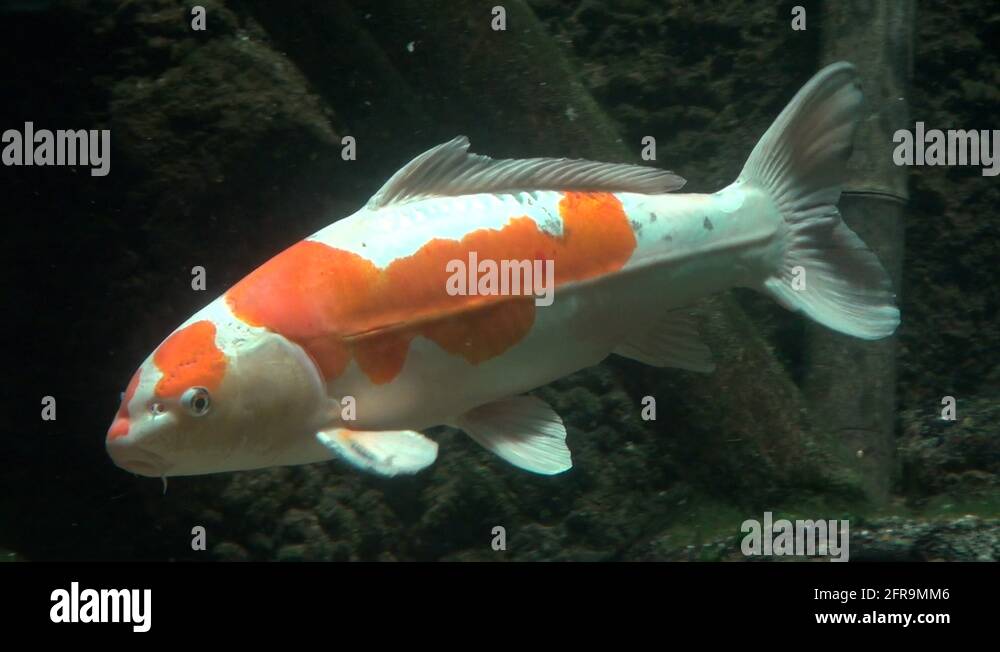 Koi carp orange Stock Videos & Footage - HD and 4K Video Clips - Alamy