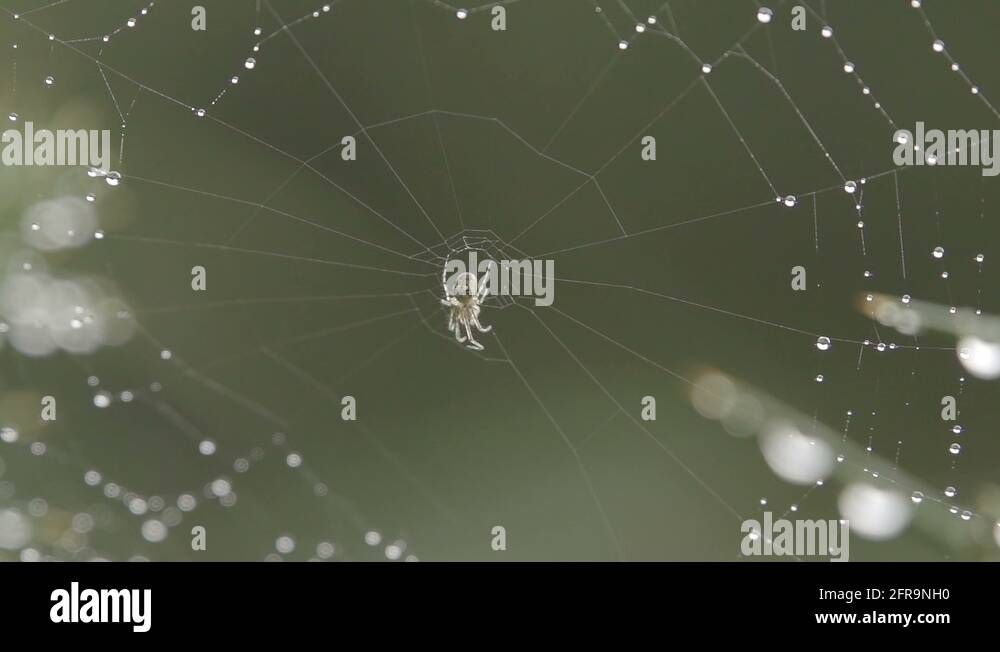 Water droplets spiders web Stock Videos & Footage - HD and 4K Video ...