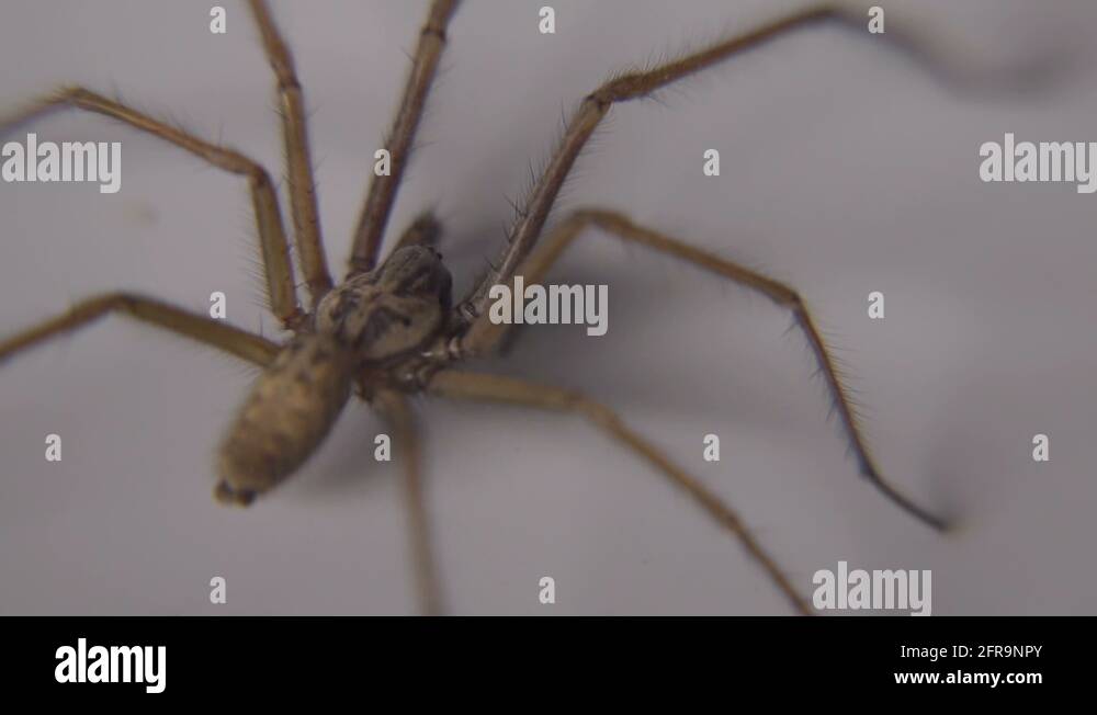 A large house spider caught in a bath tub Stock Video Footage - Alamy