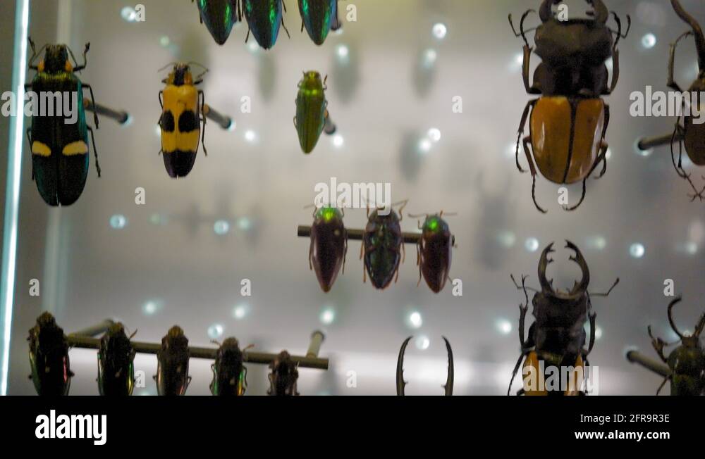 Coleoptera insects Stock Videos & Footage - HD and 4K Video Clips - Alamy