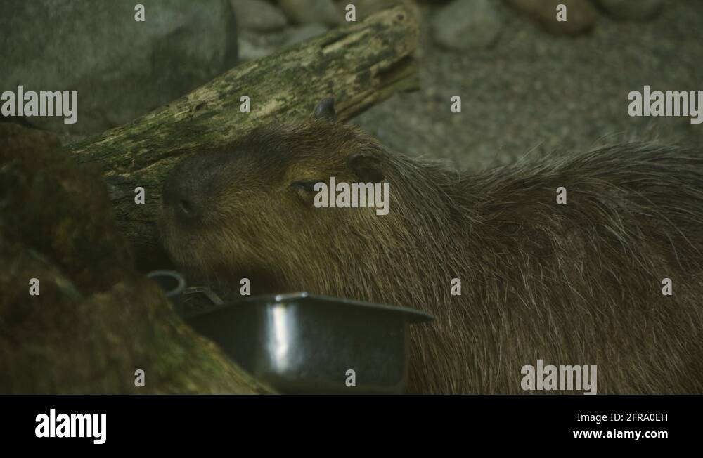 Capybara on beach Stock Videos & Footage - HD and 4K Video Clips - Alamy