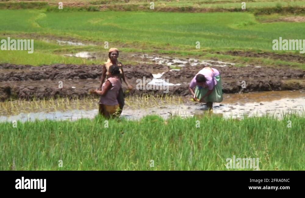 Women standing in rice field in muddy water planting rice Stock Video ...