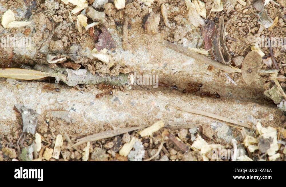 Insect on a path Stock Videos & Footage - HD and 4K Video Clips - Alamy