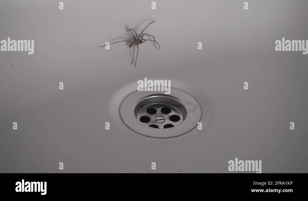 A large house spider caught in a bath tub Stock Video Footage - Alamy