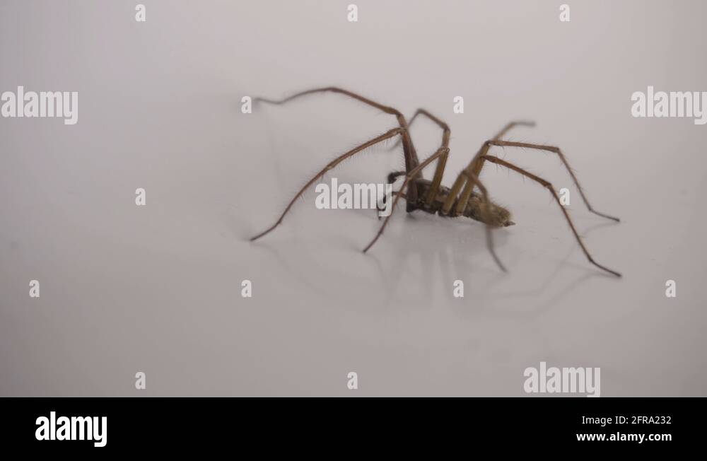 A large house spider caught in a bath tub Stock Video Footage - Alamy