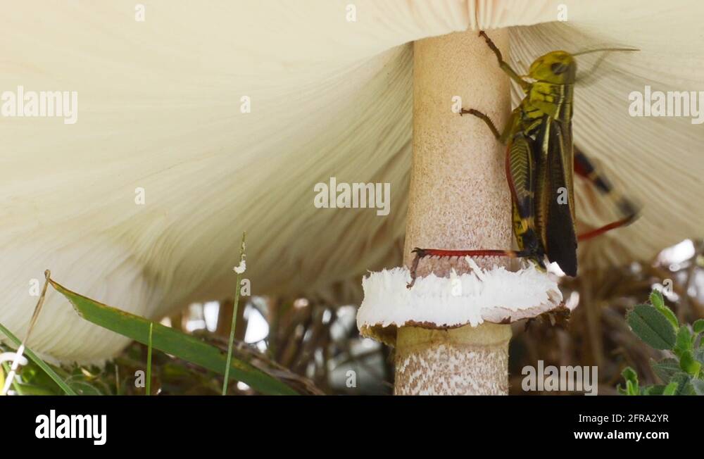 Grasshopper design Stock Videos & Footage - HD and 4K Video Clips - Alamy