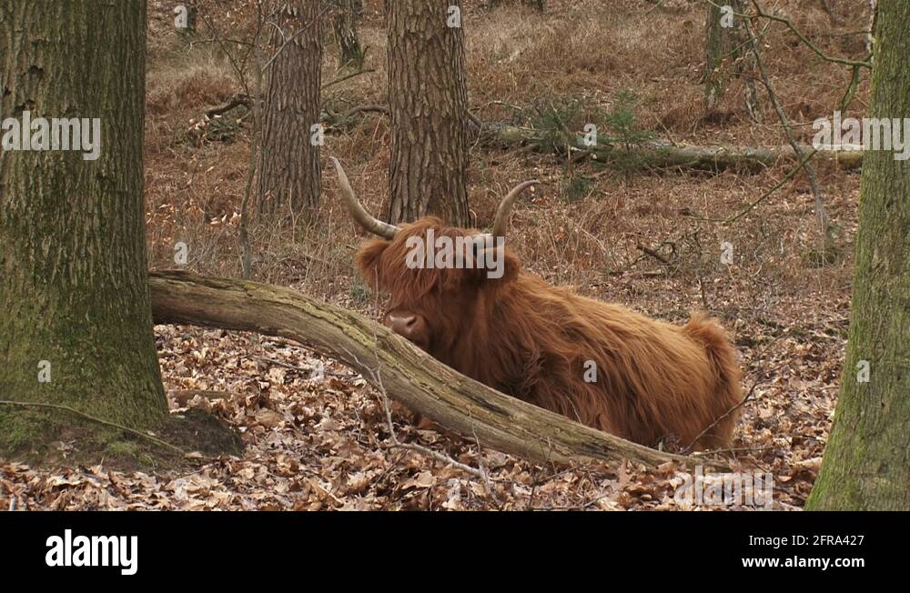 Highland cattle forest cow Stock Videos & Footage - HD and 4K Video ...