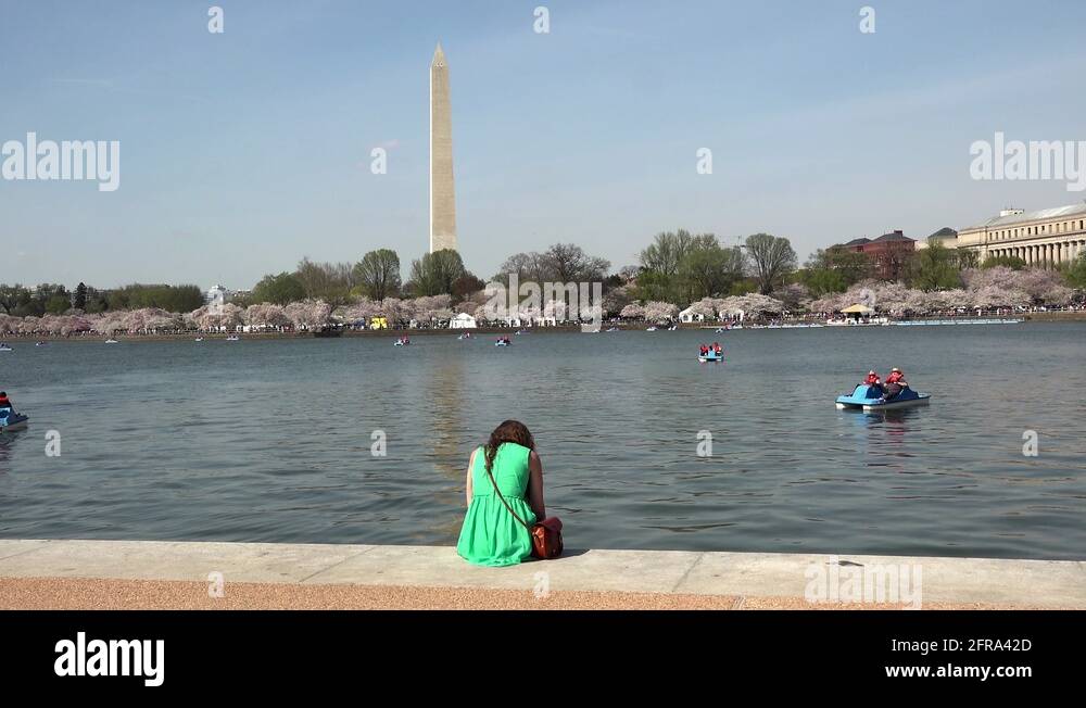 Water cherry blossom Stock Videos & Footage - HD and 4K Video Clips - Alamy
