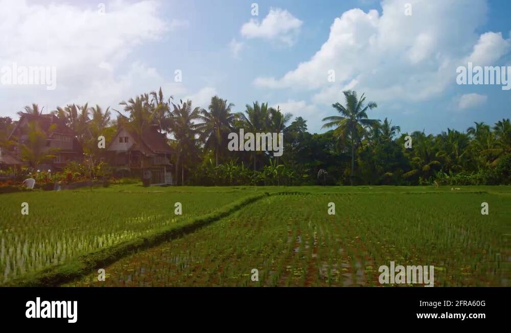 Balinese rice Stock Videos & Footage - HD and 4K Video Clips - Alamy
