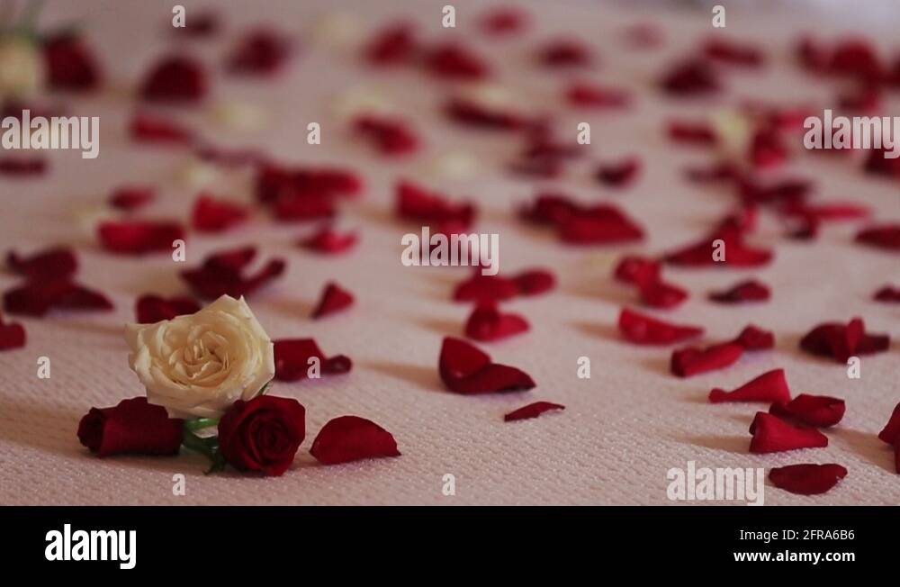 Image of red rose petals Stock Videos & Footage - HD and 4K Video Clips - Alamy