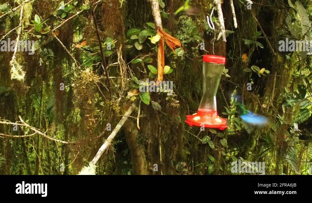 The smallest extant bird species is a hummingbird Stock Videos ...