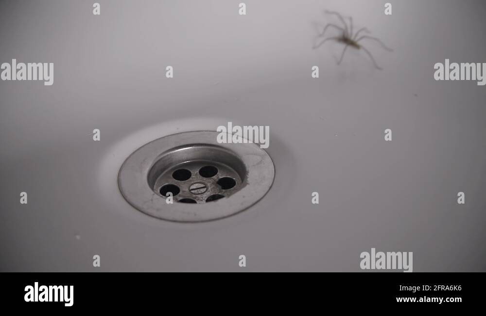 A large house spider caught in a bath tub Stock Video Footage - Alamy