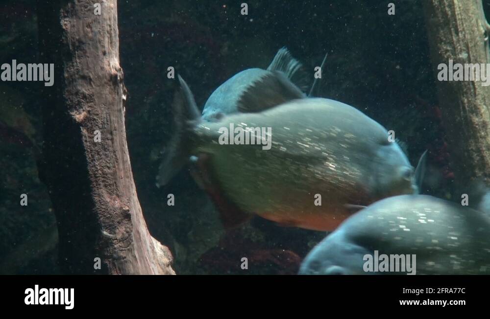 Piranha fish group Stock Videos & Footage - HD and 4K Video Clips - Alamy