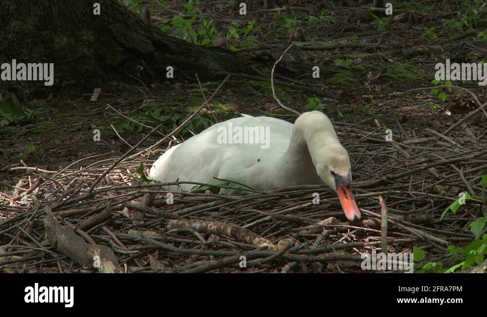 Swan building nest Stock Videos & Footage - HD and 4K Video Clips - Alamy