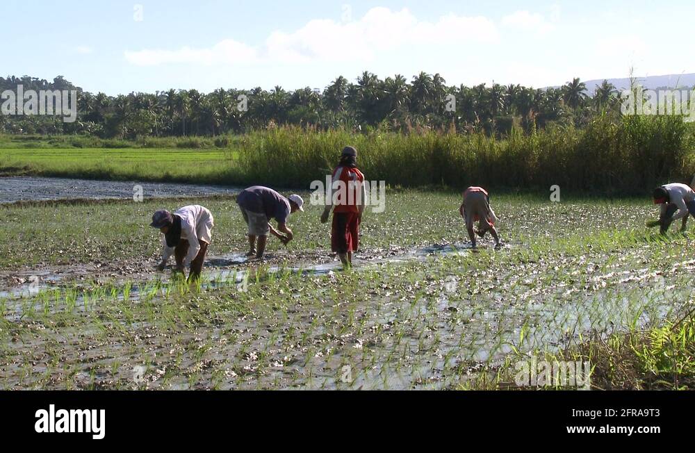 Hand planting rice Stock Videos & Footage - HD and 4K Video Clips - Alamy