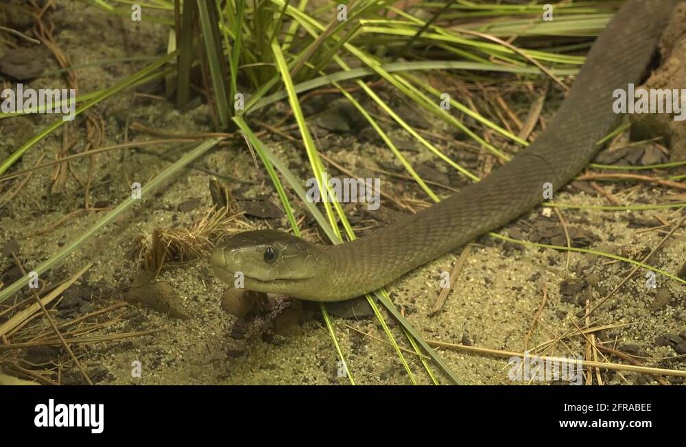 Mamba snake Stock Videos & Footage - HD and 4K Video Clips - Alamy