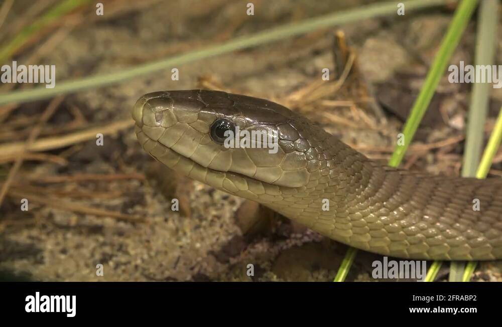 South african snakes Stock Videos & Footage - HD and 4K Video Clips - Alamy
