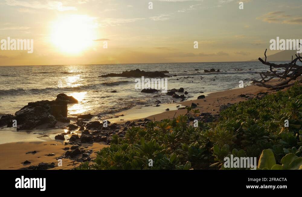 Sunset tree coconut beach sand nature sky seaside Stock Videos ...