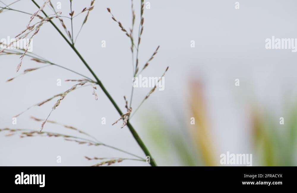 English tree on its side Stock Videos & Footage - HD and 4K Video Clips ...