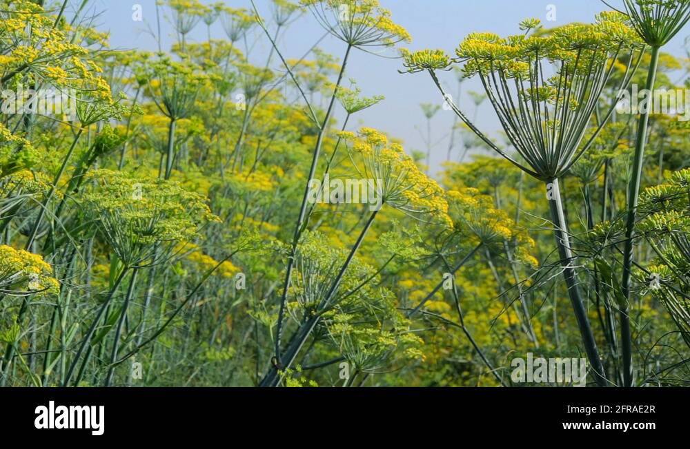 Fennel pattern Stock Videos & Footage - HD and 4K Video Clips - Alamy
