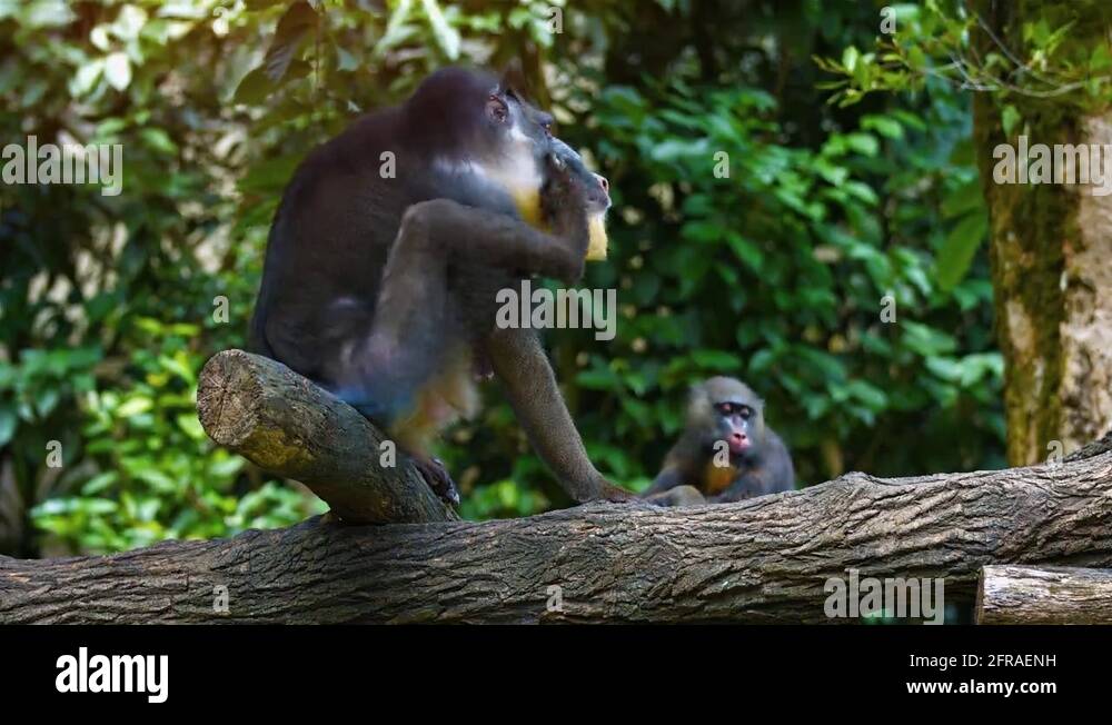 Ape habitat zoo Stock Videos & Footage - HD and 4K Video Clips - Alamy