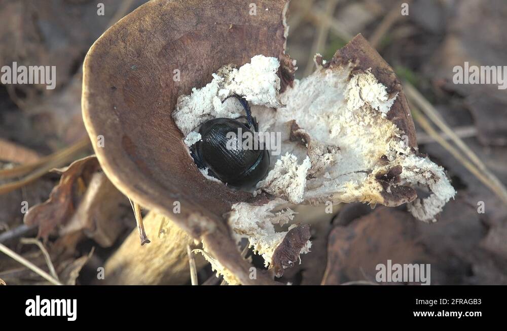 Sugarcane beetle Stock Videos & Footage - HD and 4K Video Clips - Alamy