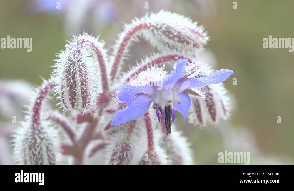 Furry flower Stock Videos & Footage - HD and 4K Video Clips - Alamy