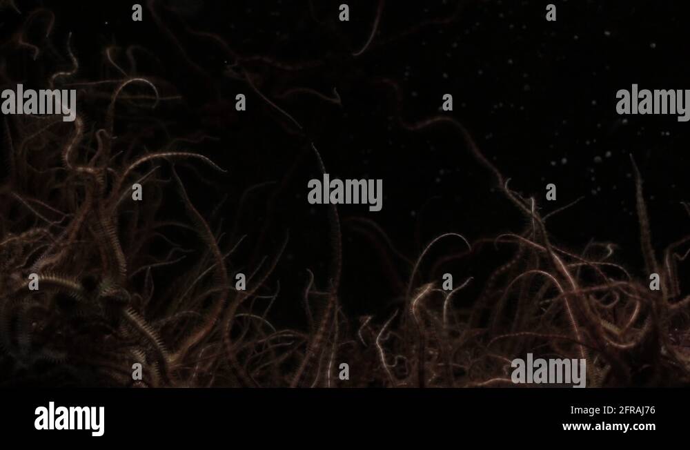 Alien tentacles Stock Videos & Footage - HD and 4K Video Clips - Alamy