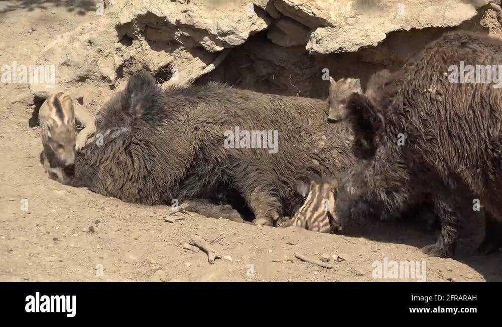 Hunt boars Stock Videos & Footage - HD and 4K Video Clips - Alamy