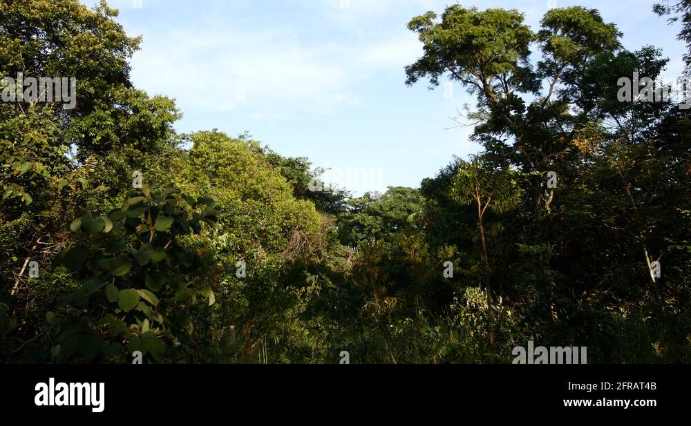 Cerrado ecosystem brazil Stock Videos & Footage - HD and 4K Video Clips ...