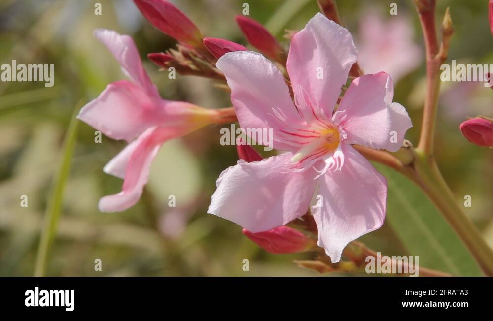 Mysore Stock Videos & Footage - HD and 4K Video Clips - Alamy