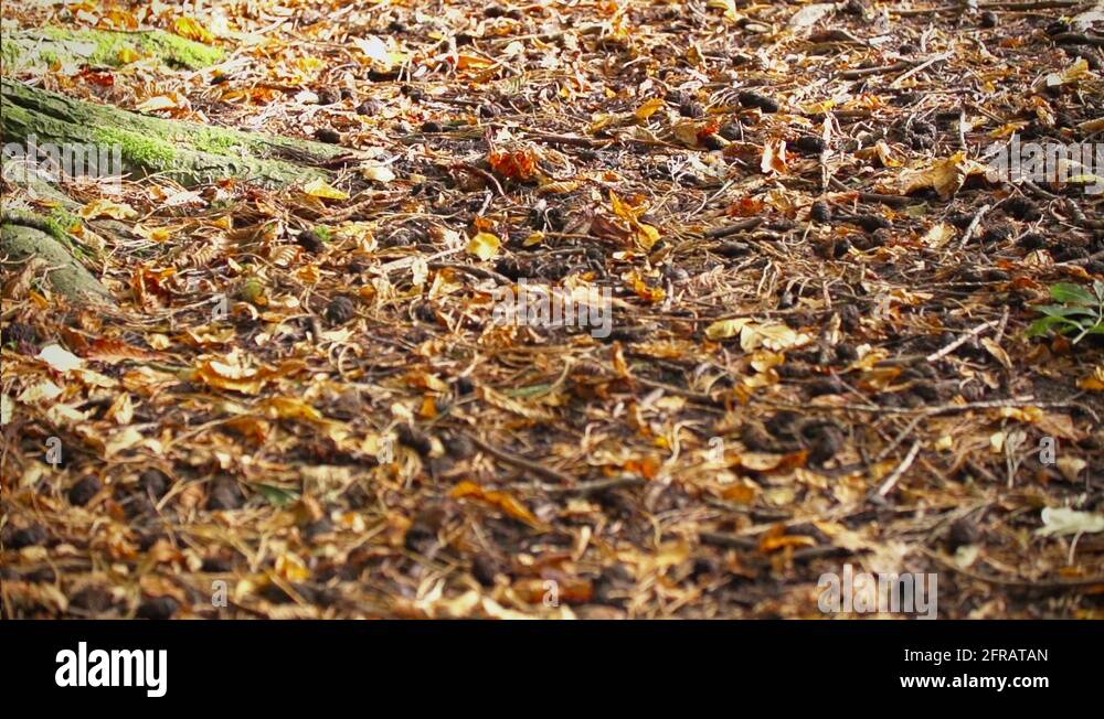 Autumnal mud Stock Videos & Footage - HD and 4K Video Clips - Alamy
