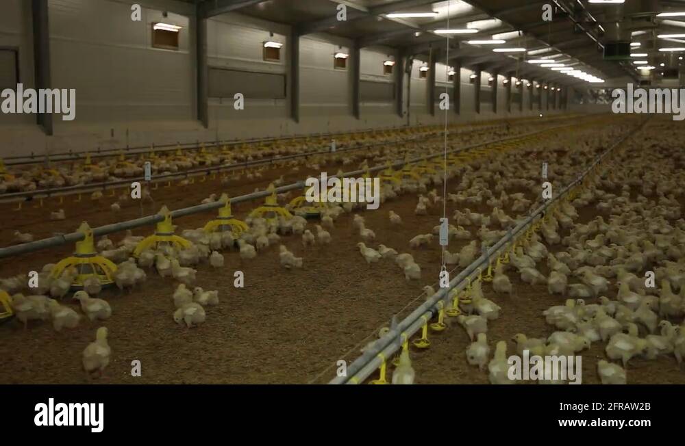 Chicken curve Stock Videos & Footage - HD and 4K Video Clips - Alamy