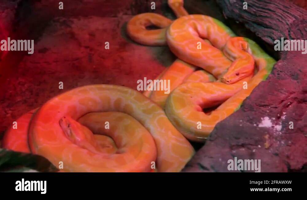 Light brown snake Stock Videos & Footage - HD and 4K Video Clips - Alamy