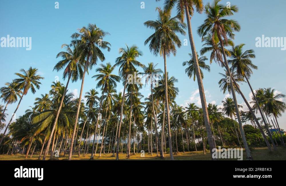 thai famous island palm tree place panorama 4k time lapse thailand ...