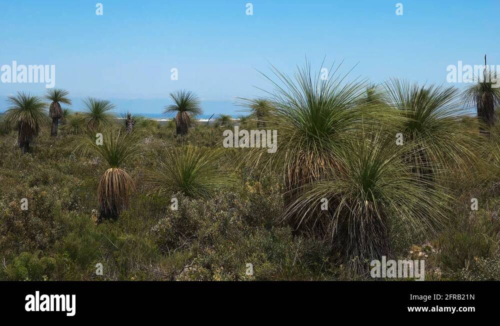 Grass tree black boy xanthorrhoea Stock Videos & Footage - HD and 4K ...