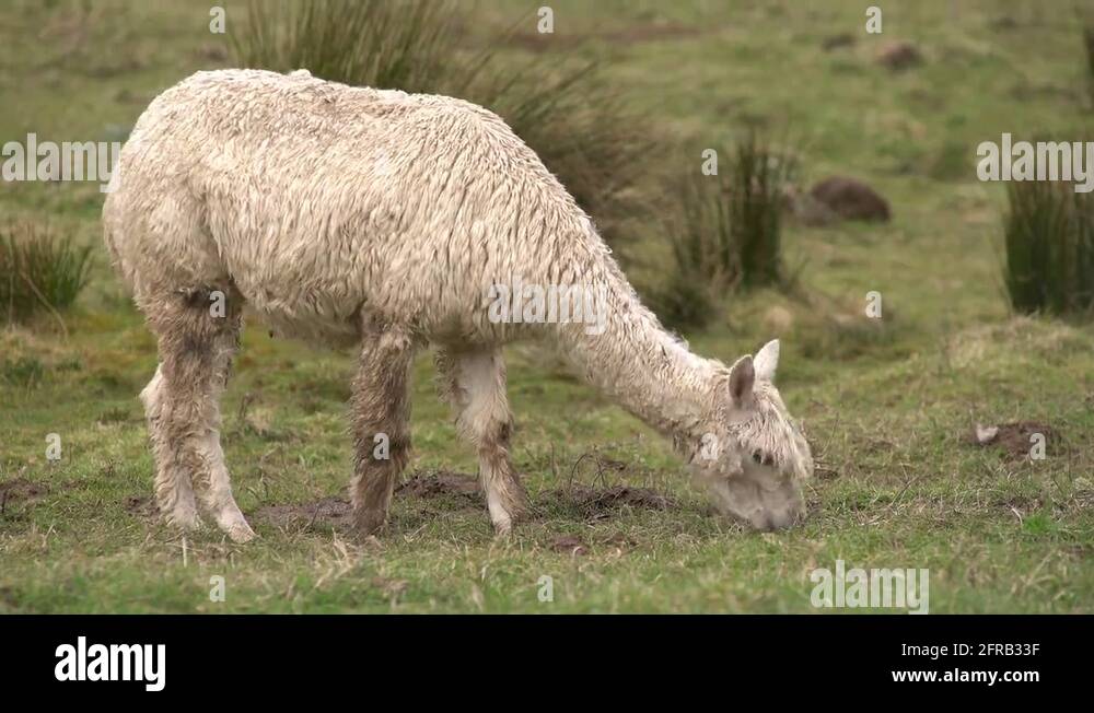 Alpaca eating Stock Videos & Footage - HD and 4K Video Clips - Alamy