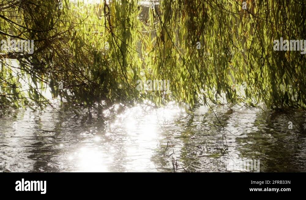 Weeping willow river Stock Videos & Footage - HD and 4K Video Clips - Alamy