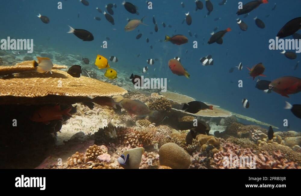 Indian ocean fish Stock Videos & Footage - HD and 4K Video Clips - Alamy