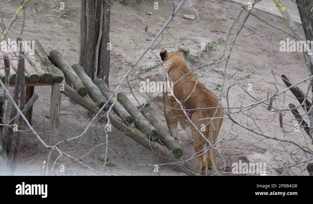 Predator lion cage at the zoo in captivity Stock Video Footage - Alamy
