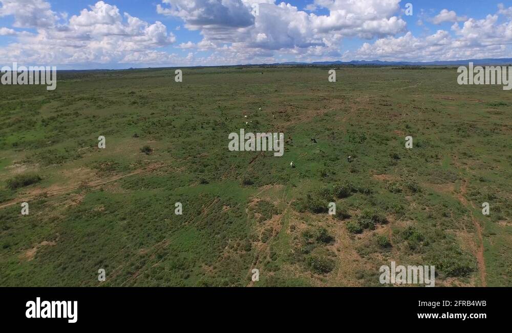 African plain Stock Videos & Footage - HD and 4K Video Clips - Alamy