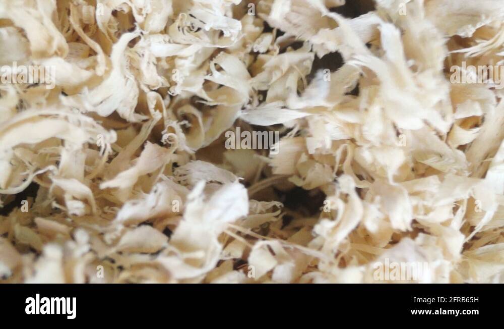 Animal dander Stock Videos & Footage - HD and 4K Video Clips - Alamy