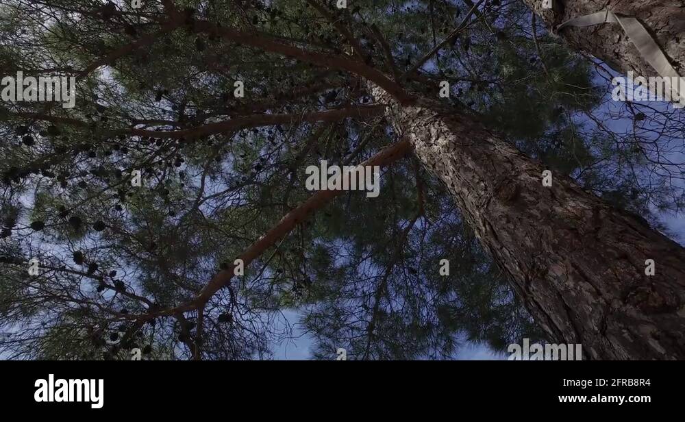 Pine tree bottom up view Stock Videos & Footage - HD and 4K Video Clips ...