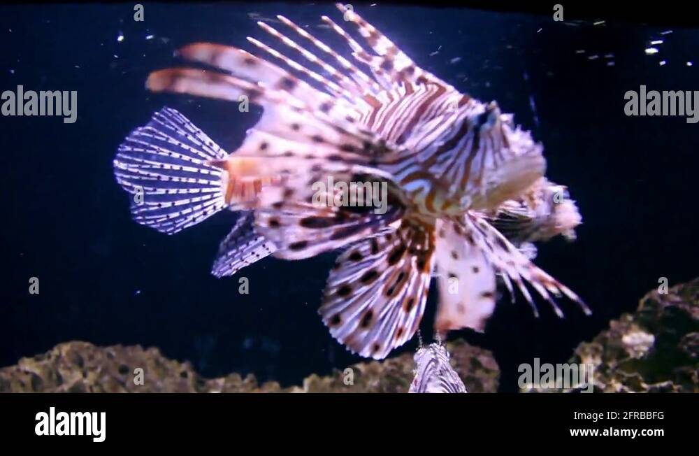 Venomous marine species Stock Videos & Footage - HD and 4K Video Clips ...