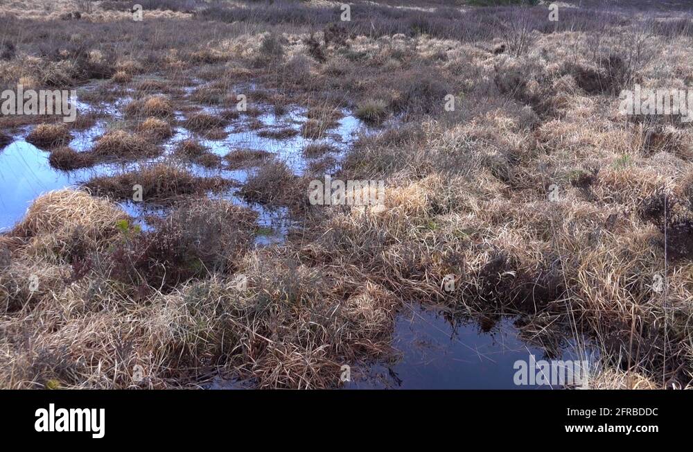 Wet sand heath Stock Videos & Footage - HD and 4K Video Clips - Alamy